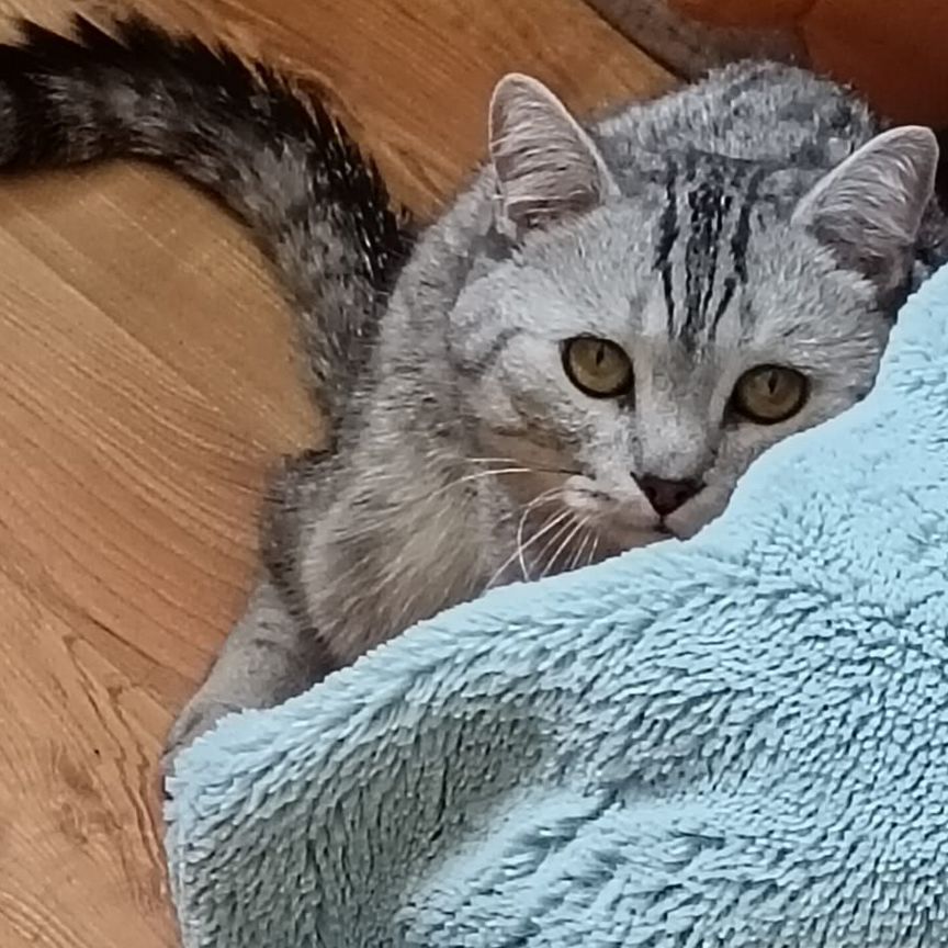Кот в добрые руки