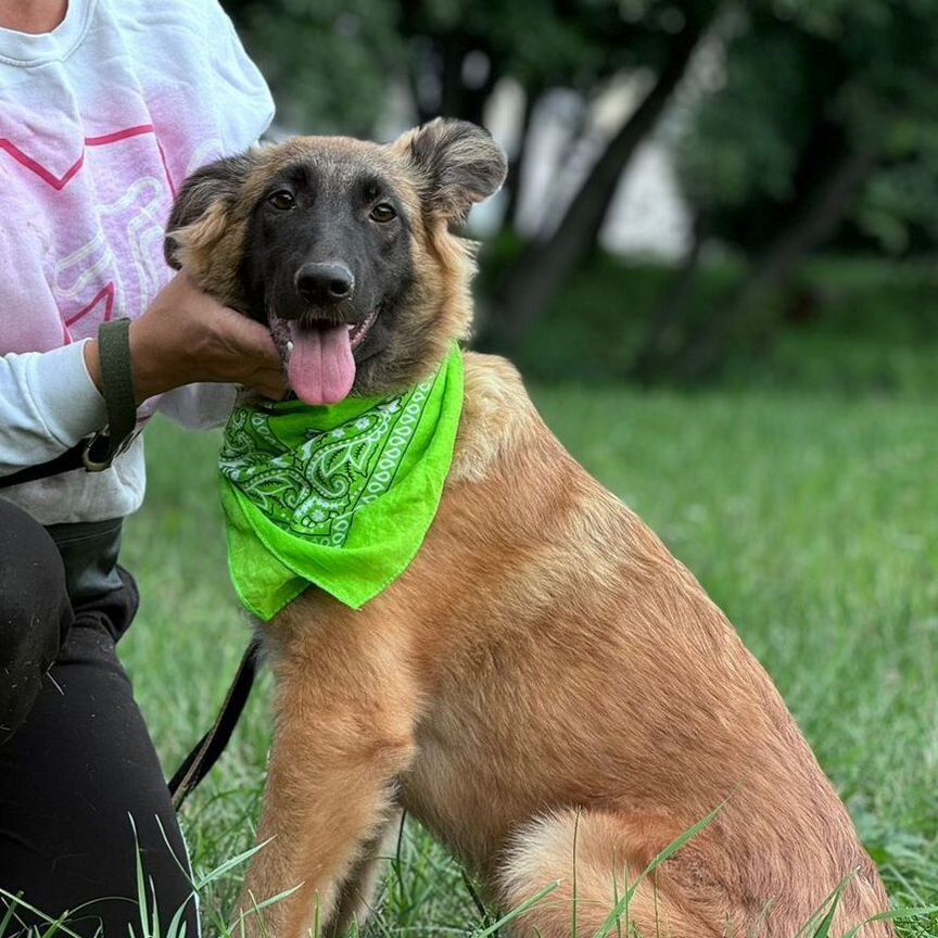 Молодая собачка Сэнди ищет дом