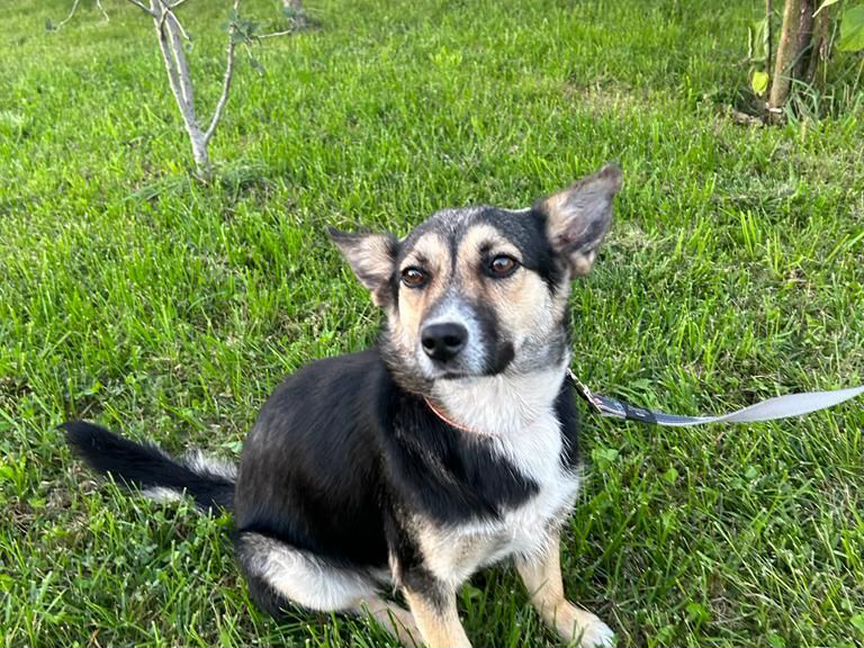 Собачка Дана в добрые руки