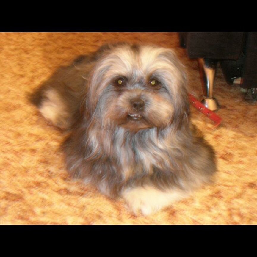 Отдам в добрые руки болонку маленькой породы