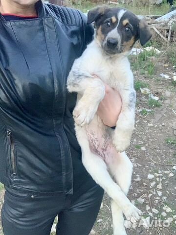 Щеночек 2,5 мес, девочка, Голубоглазка