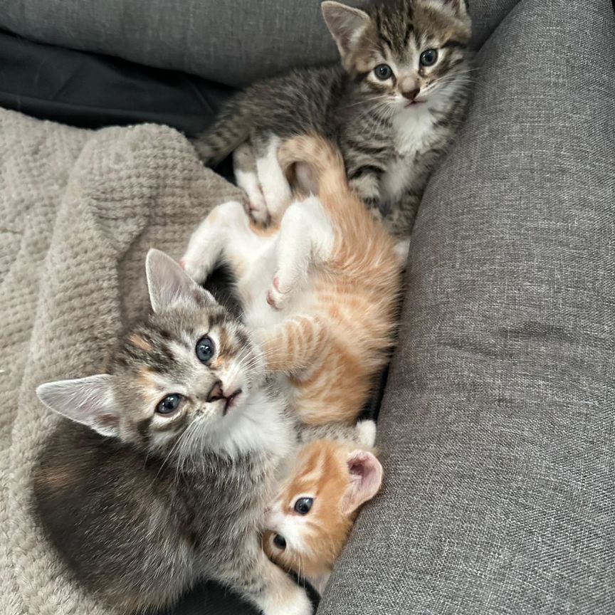Котята в добрые руки приучены к лотку