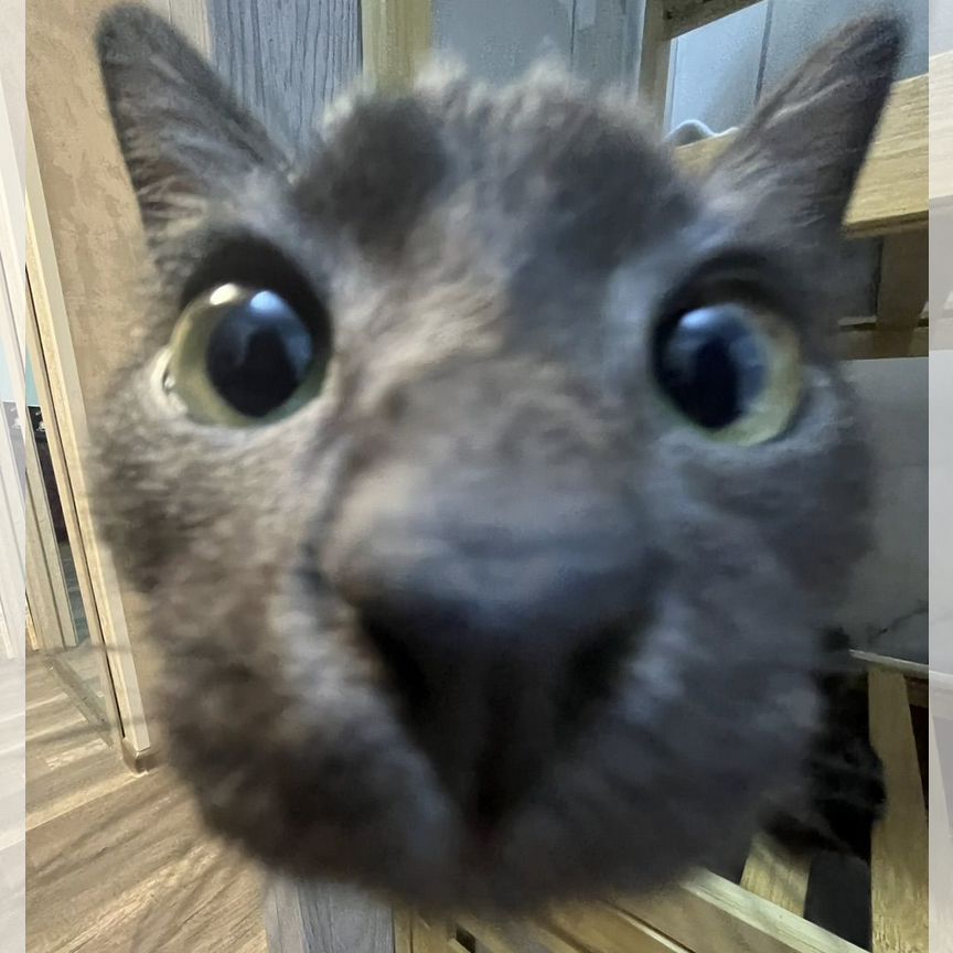 Египетская мау, взрослая кошка