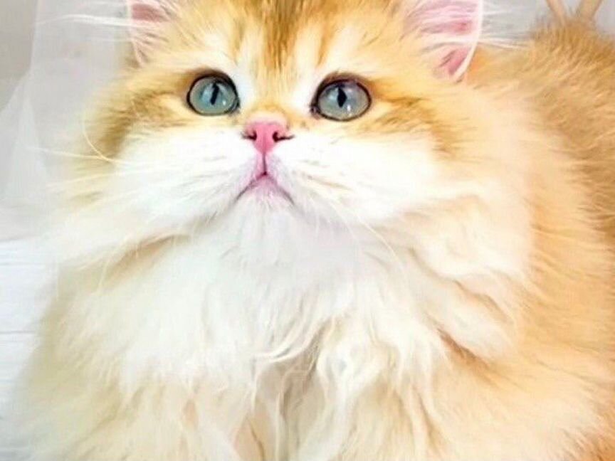 Британский котенок с длинной шерстью