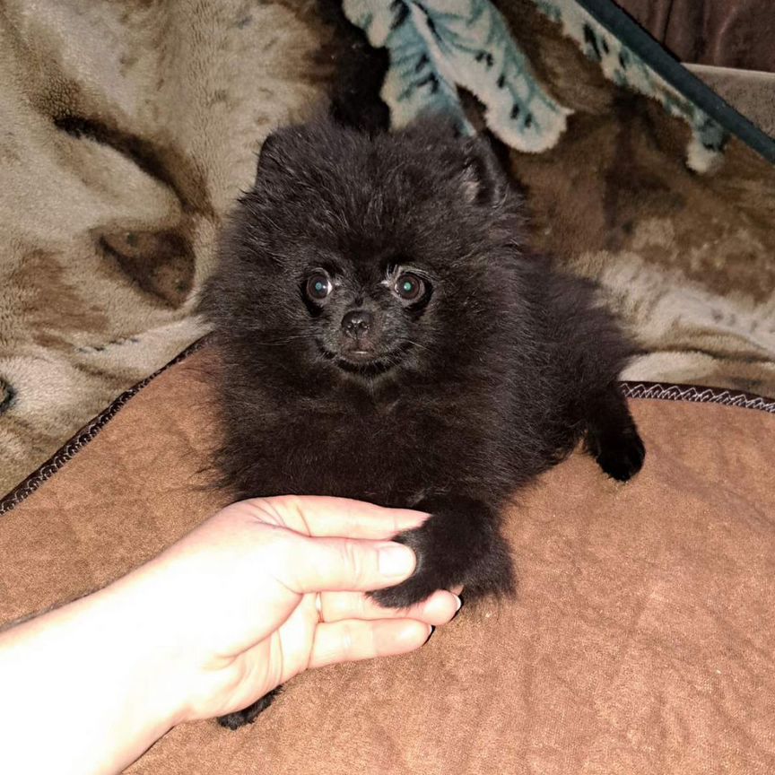 Красотульки