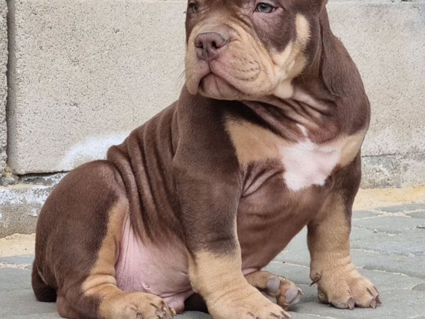 Американский булли покет