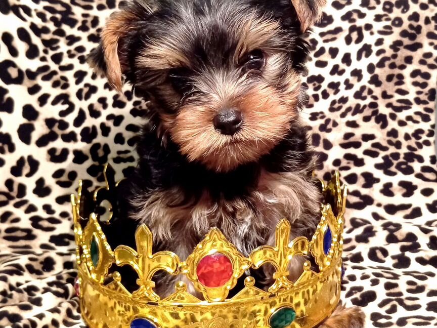 Йоркширский терьер щенки