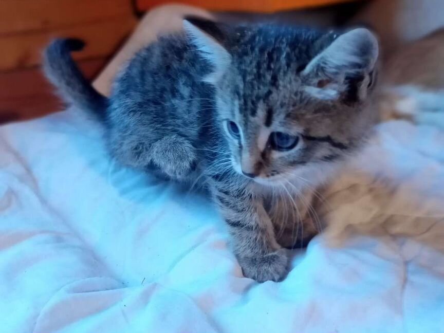 Самый красивый котёнок города