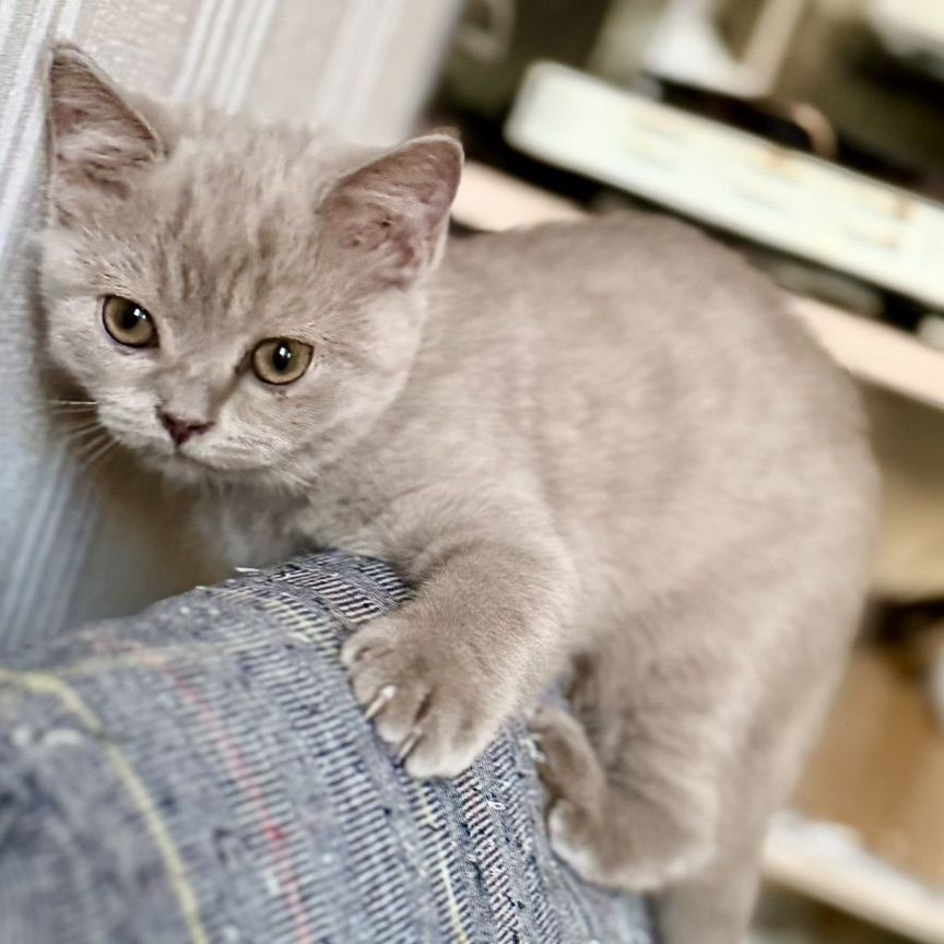 Британский короткошёрстный котёнок