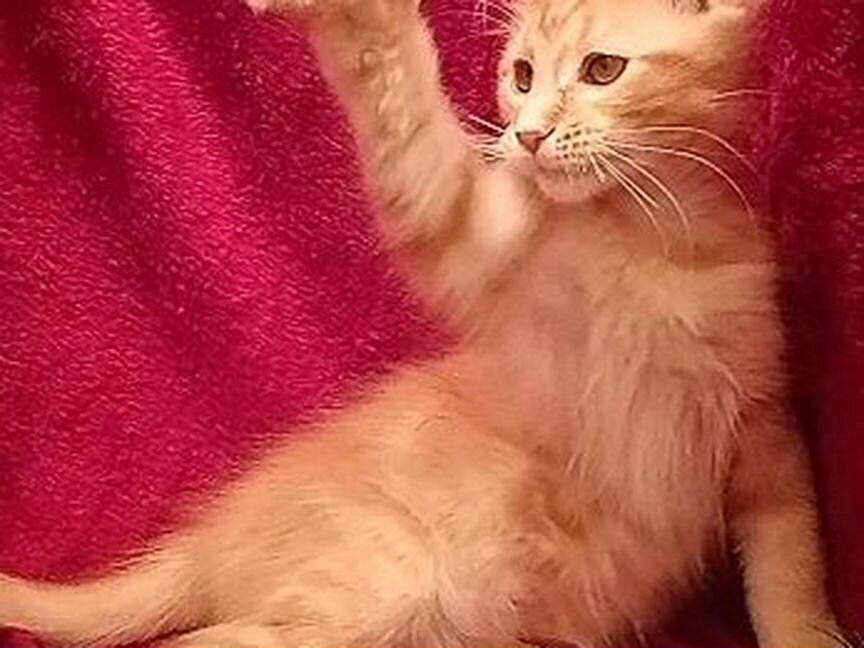 Котята мейн-кун