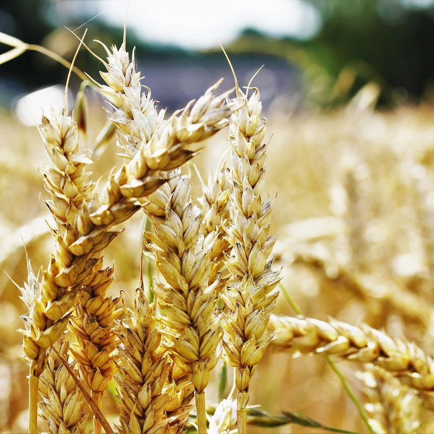 Пшеница, ячмень, овёс