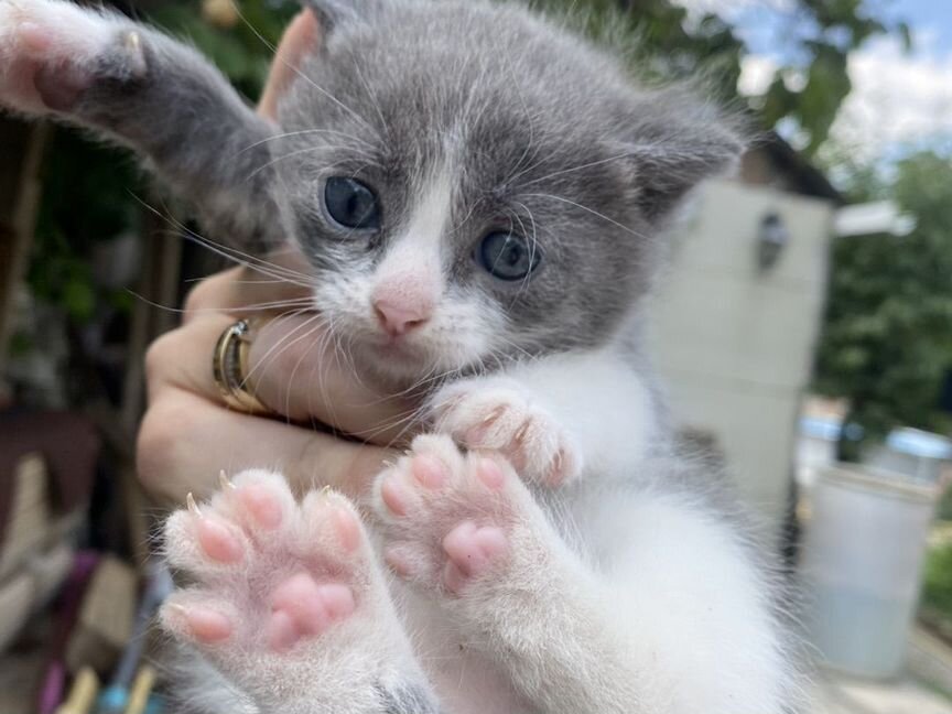 Котята