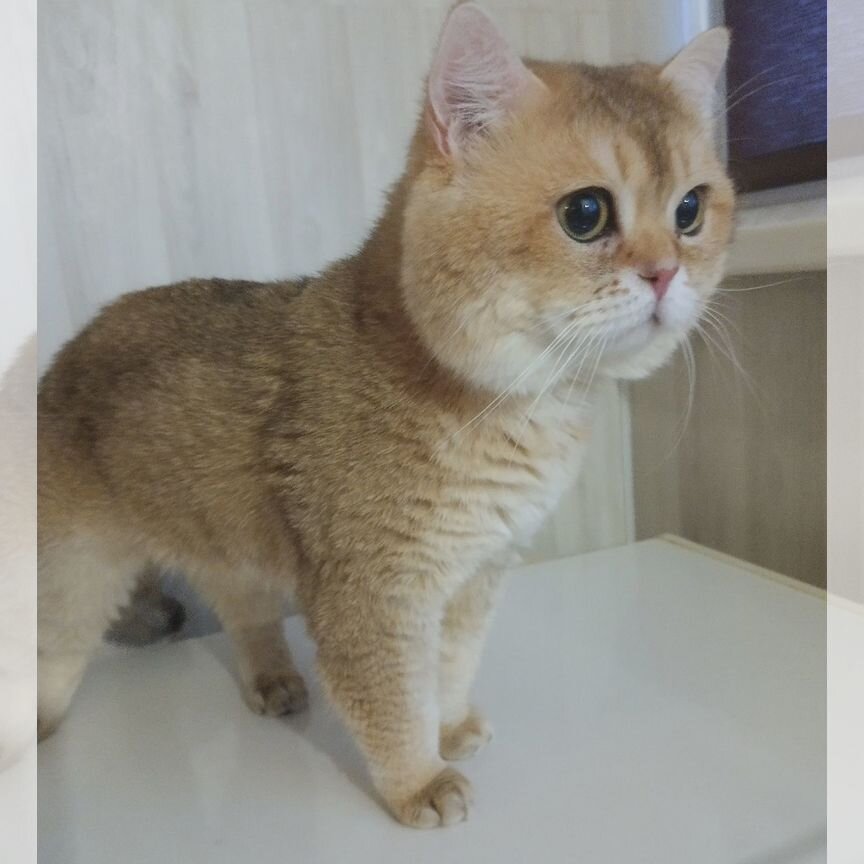 Шотландский кот золотая шиншилла