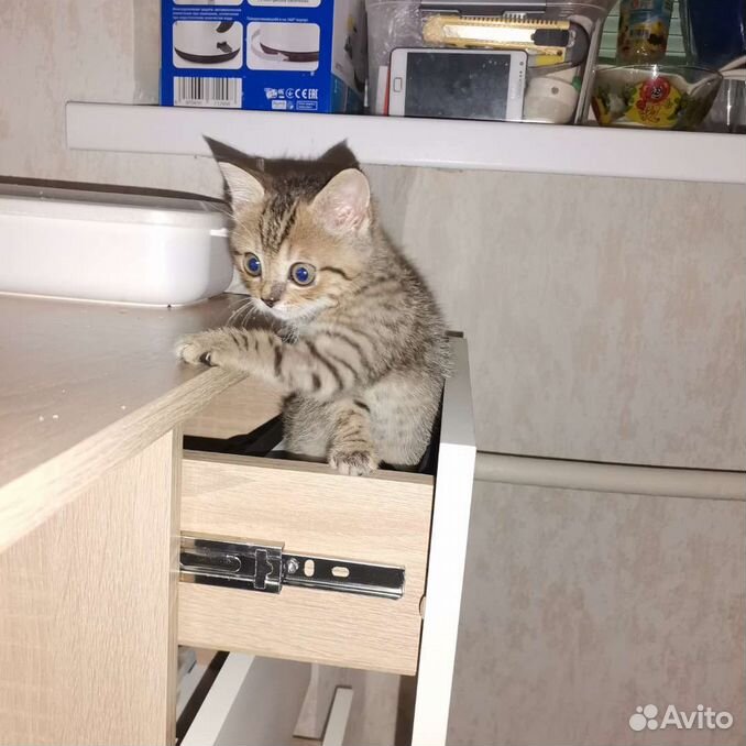 Катенок британка, девочка, 3месяца