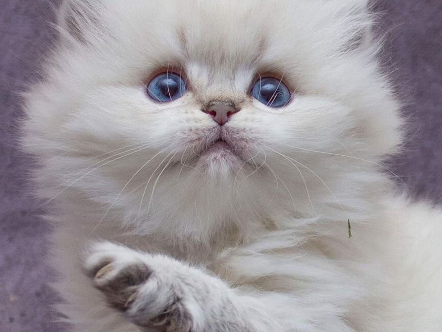 Британская длинношерстная девочка