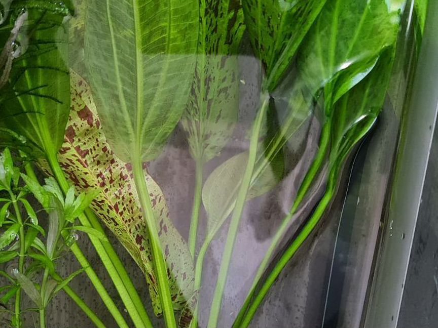 Эхинодорус оцелот