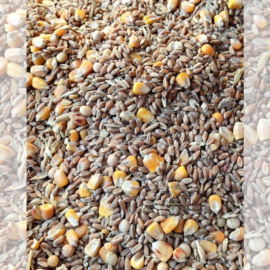 Зерносмесь для сельхоз животных