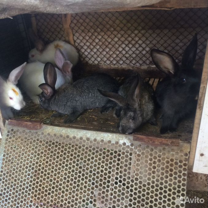 Продам крольчат 3-х месячных