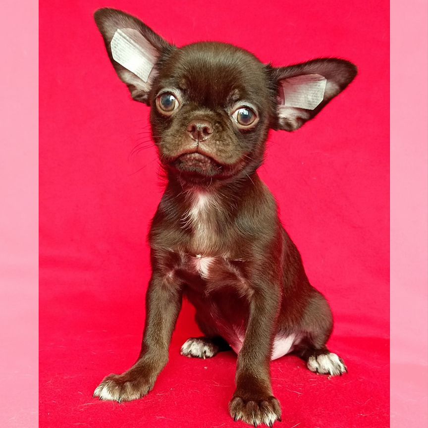 Чихуахуа, щенок