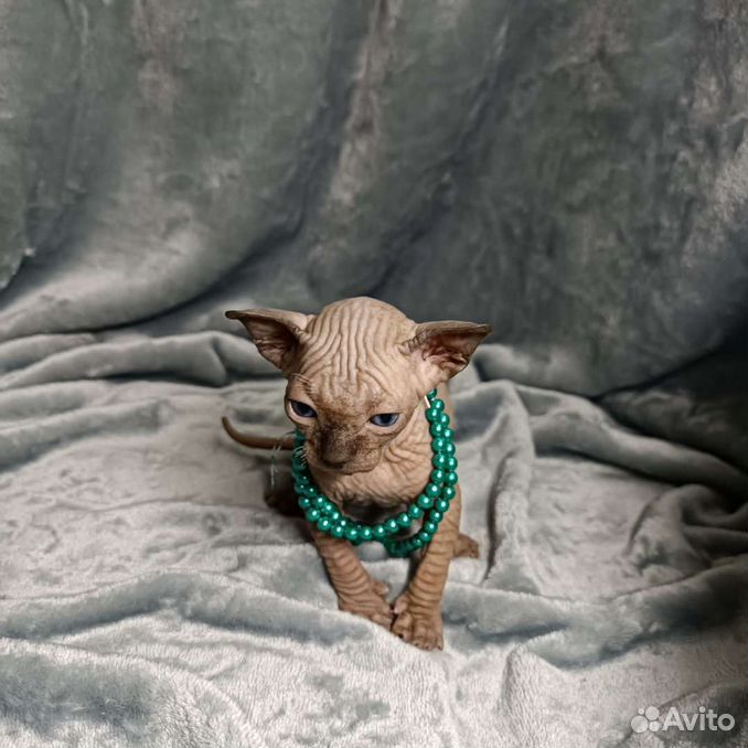 Бусинка канадский сфинкс