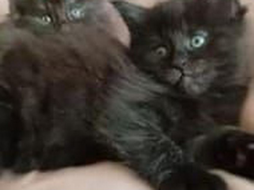 Котята мейн-кун черный дым