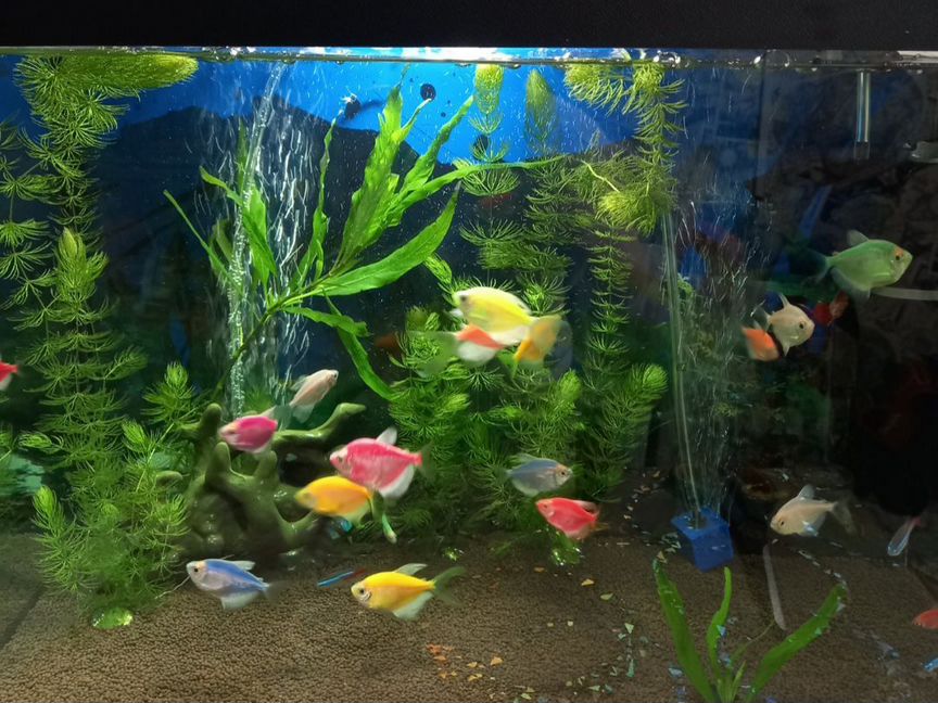 Аквариум на 50 литров