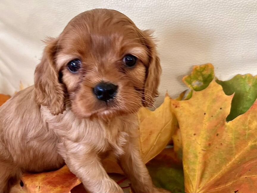 Рубин мальчик кавалер кинг чарльз спаниель