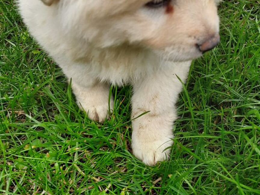 Щенки сторожевых собак