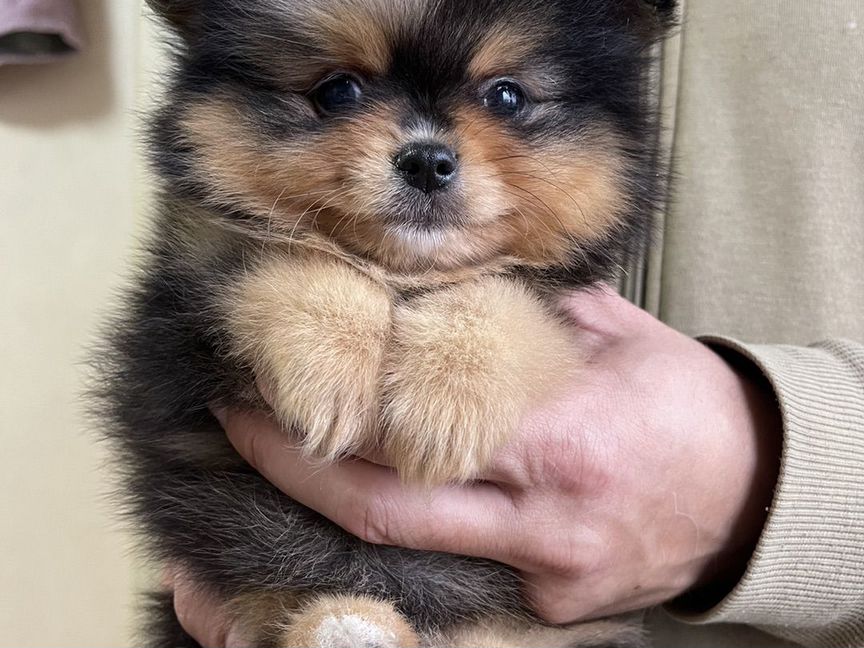 Померанский шпиц мальчик Бумер