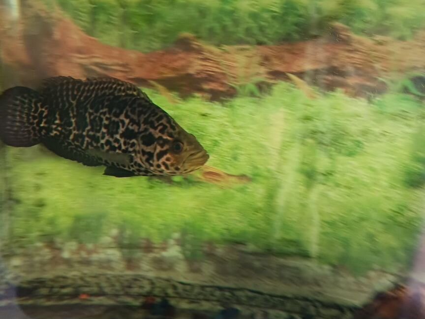 Манагуанская цихлазома