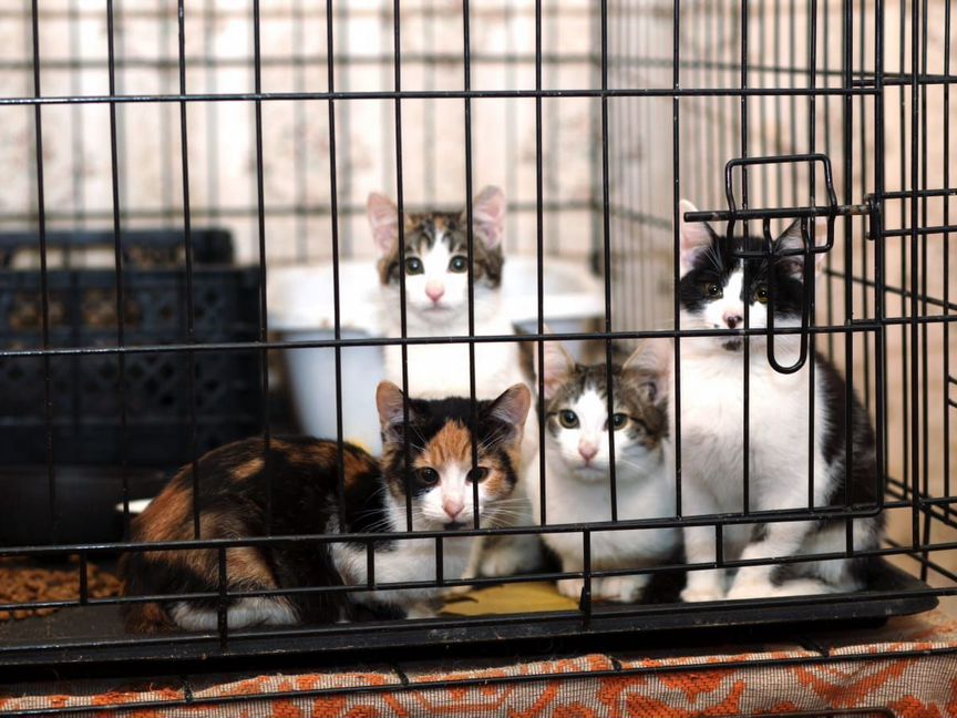 Котята