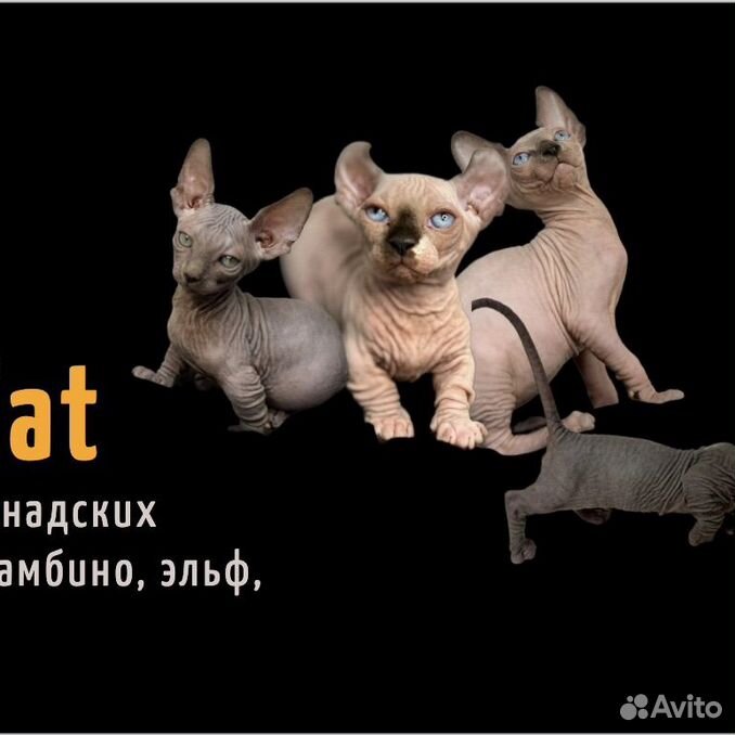 Двельф, бамбино, эльф