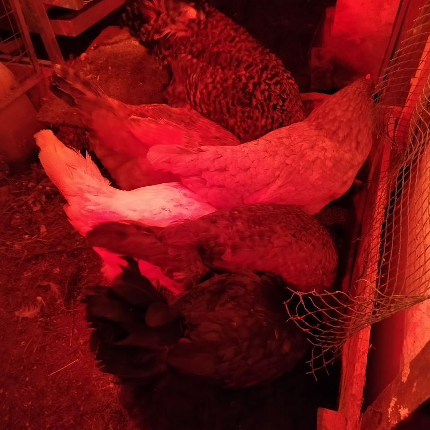 Курицы несушки доминант и шелковые