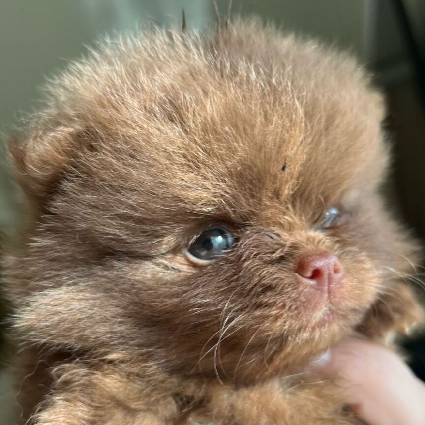 Померанский шпиц, щенок