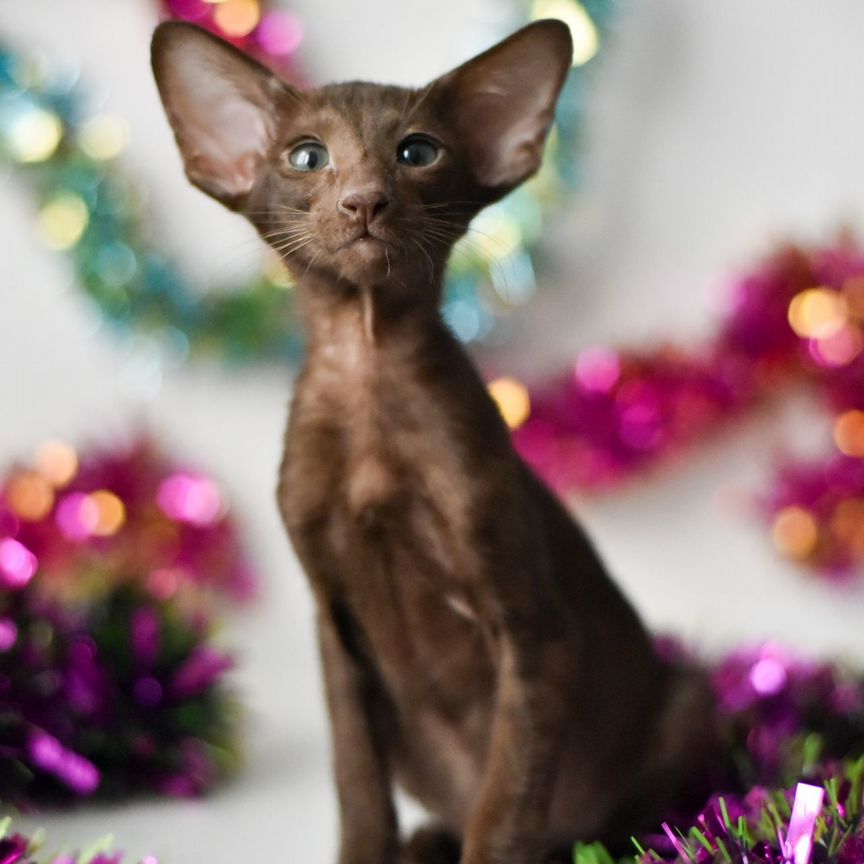 Новогодний подарок ориентальный котенок