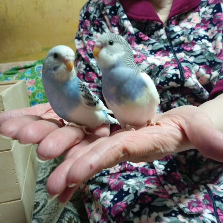 Попугайчики к разговору