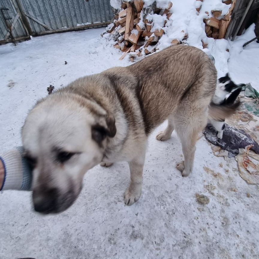 Кавказская овчарка, взрослая собака