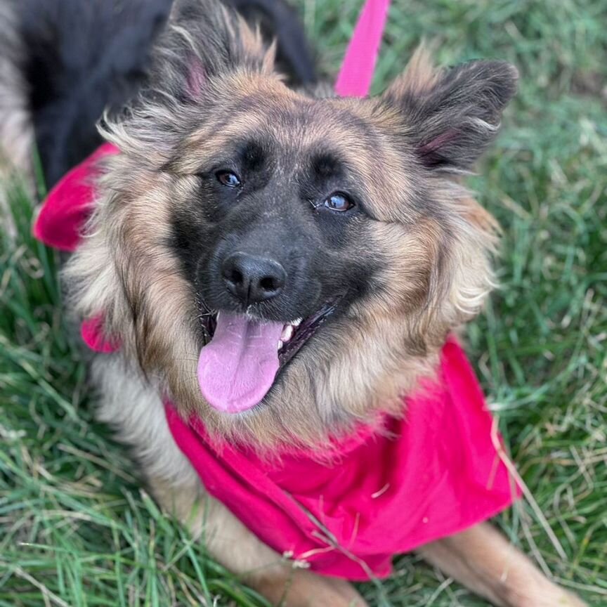 Собака Подросток Фиона