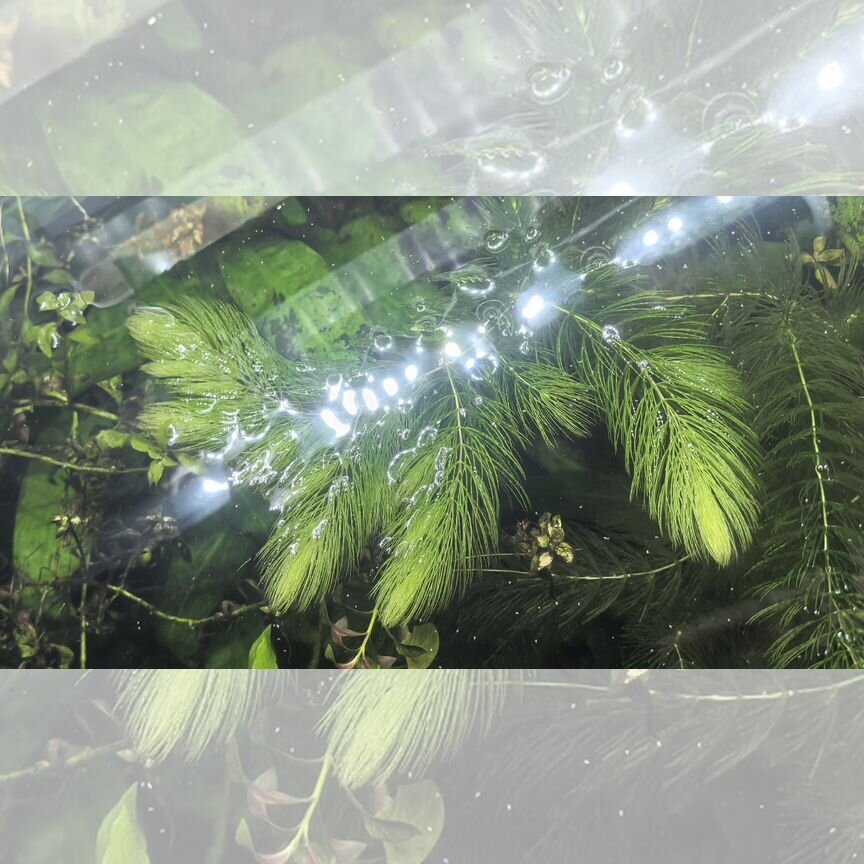 Роголистник криптокарина в аквариум прополка