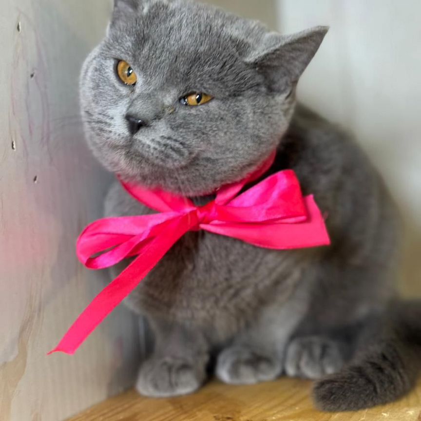 Кошка в дар