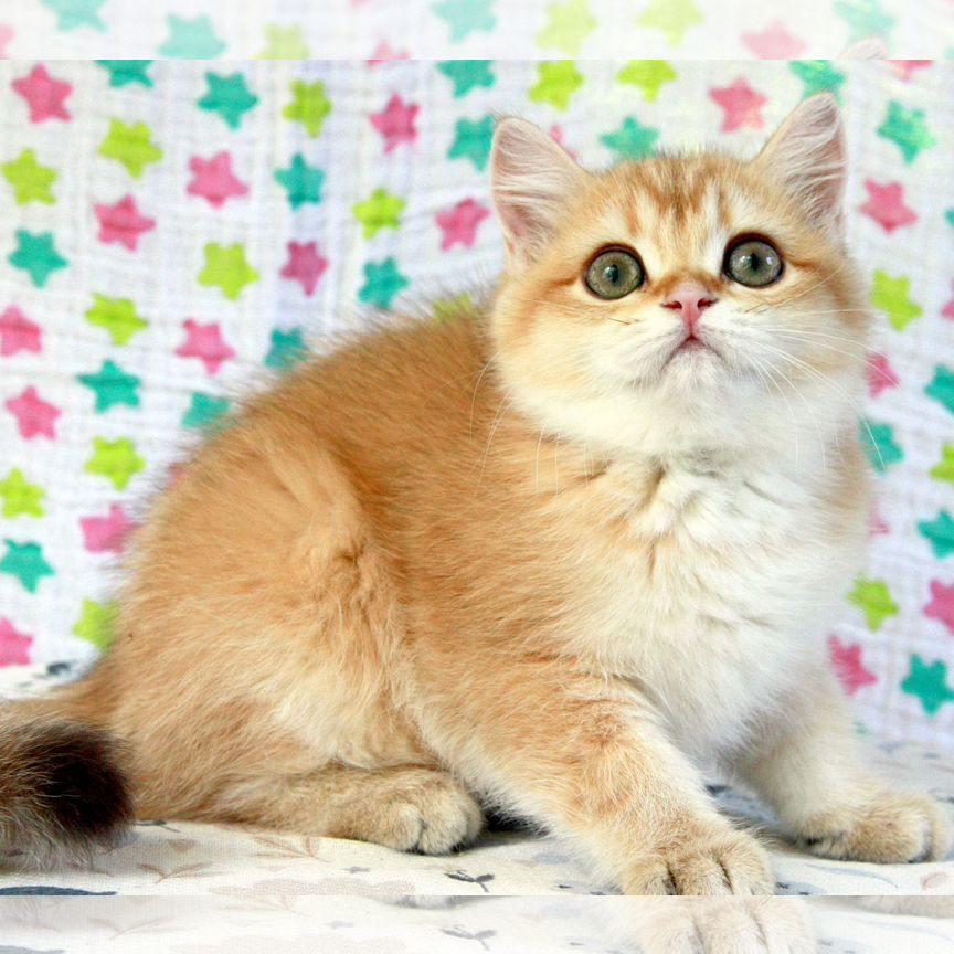 Британский короткошёрстный котёнок