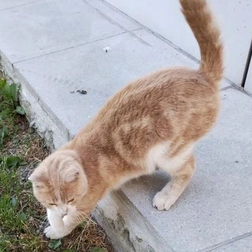 Взрослый кот в добрые руки