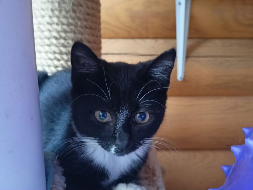 Чудо- малыши