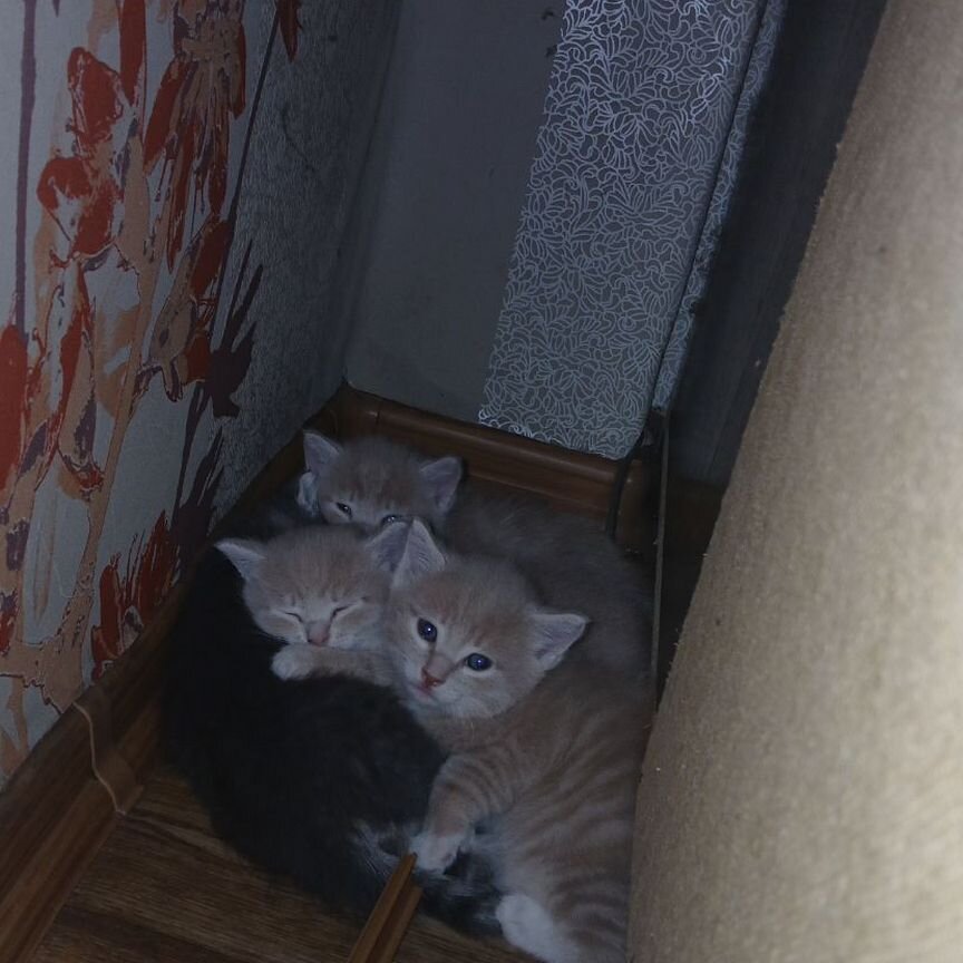 Продам котят