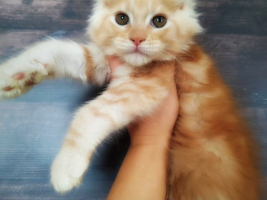 Котенок мейн-куна рыжик