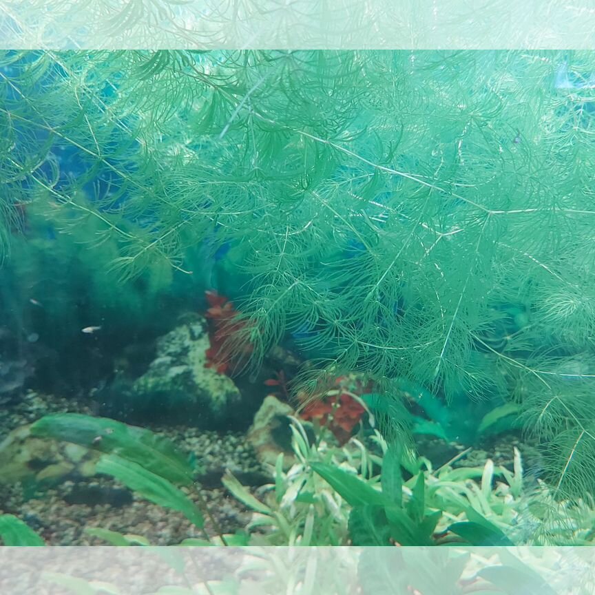 Роголистник для аквариума