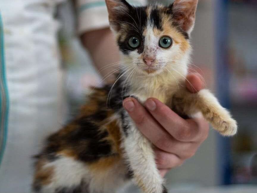 Котенок Нэсси