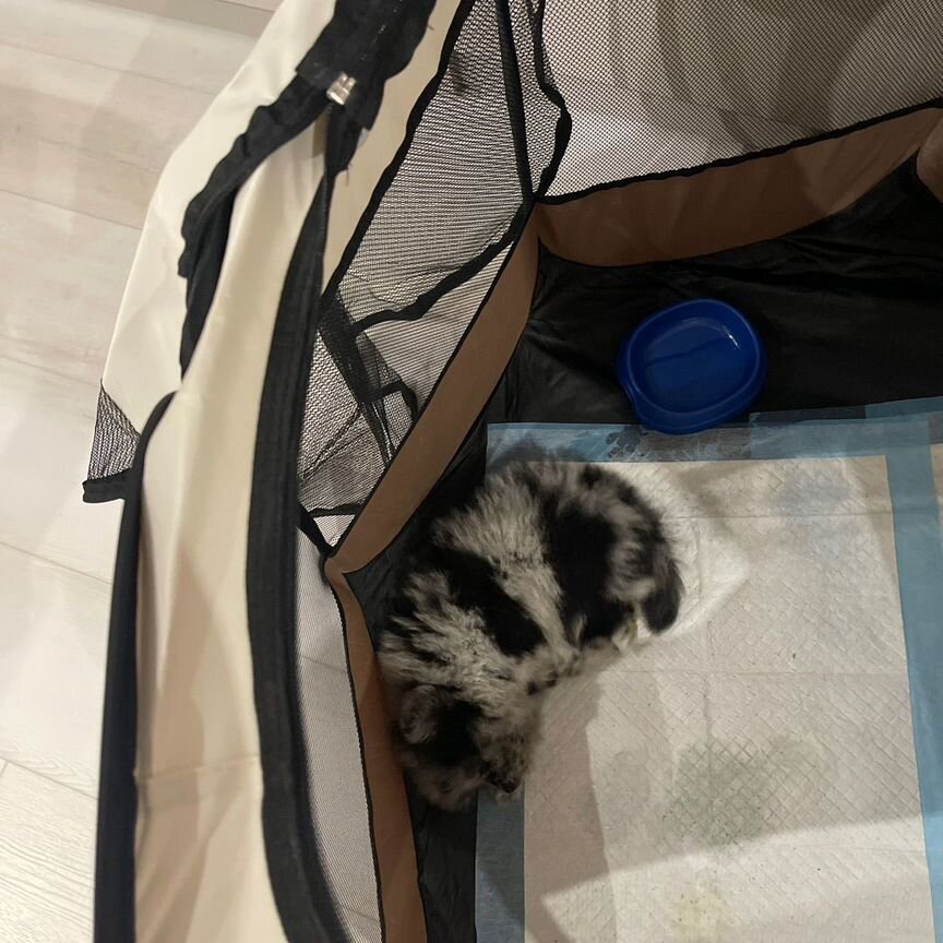 Щенки померанского шпица продажа