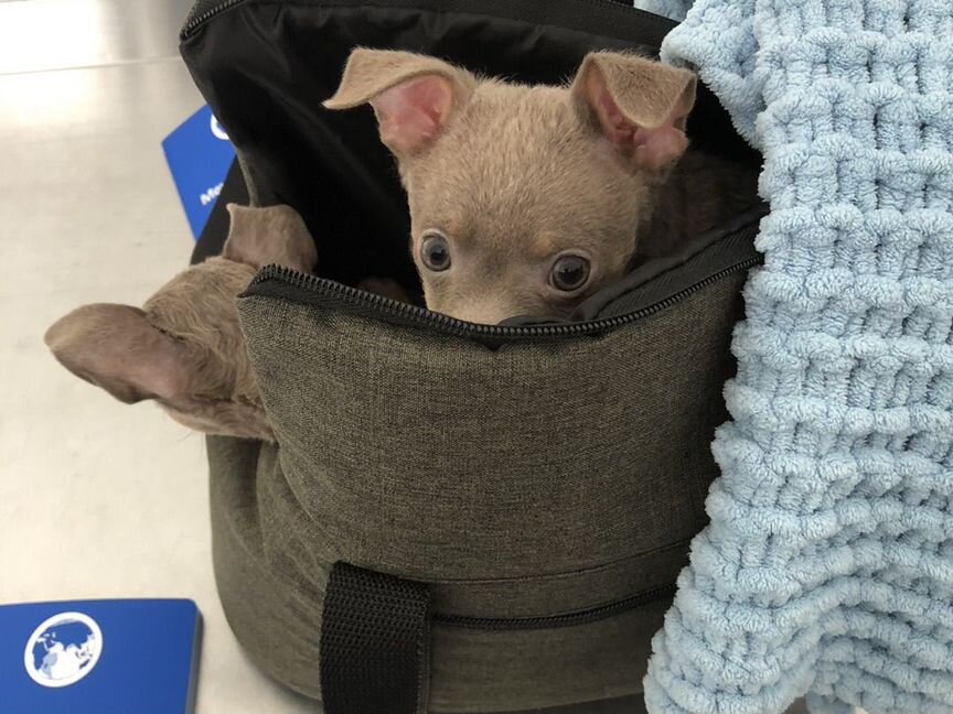 Той-терьер щенки