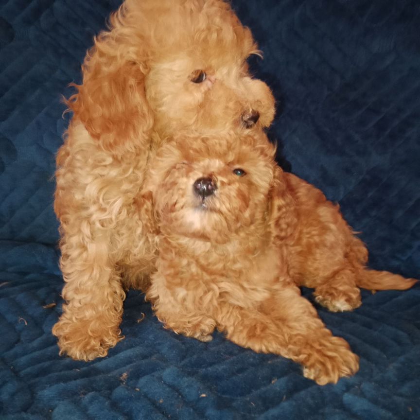 Девочки миниатюра